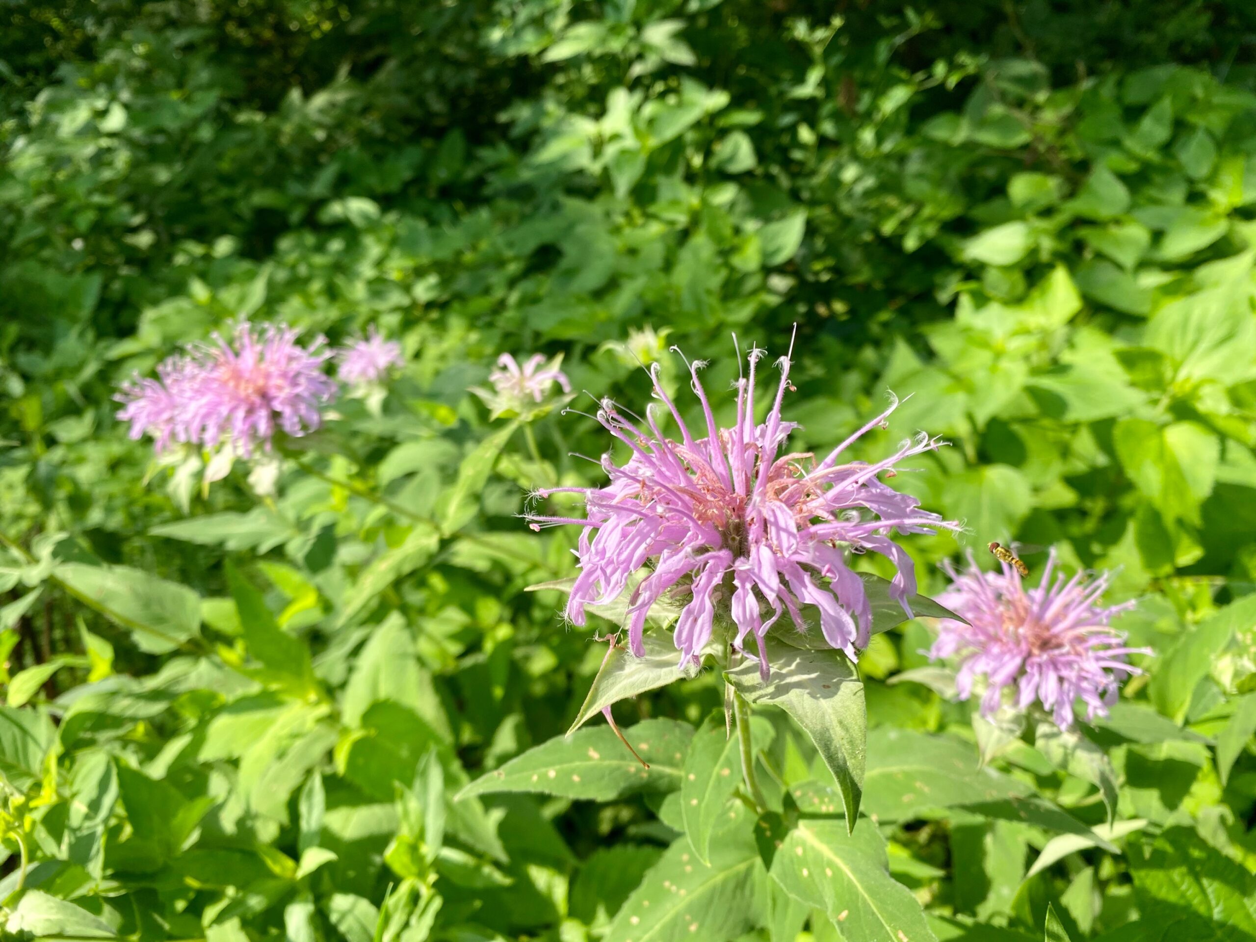 Pollinators in the Parks - Olmsted Parks Conservancy