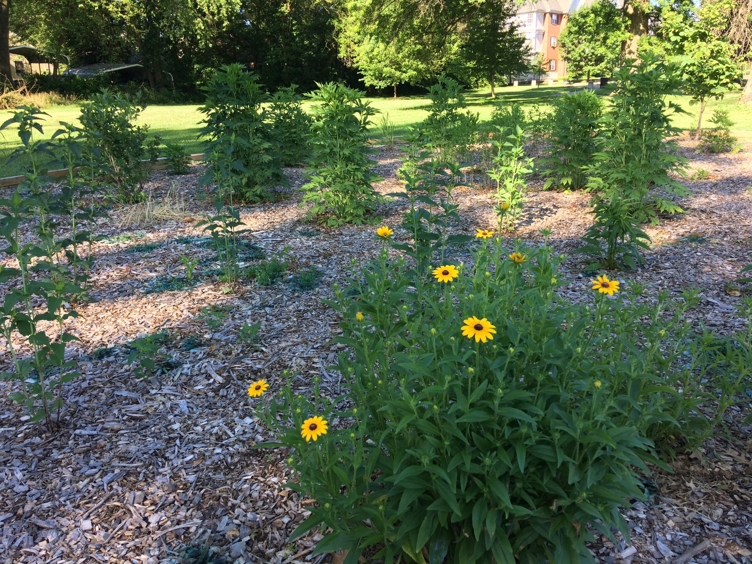 Pollinators in the Parks - Olmsted Parks Conservancy