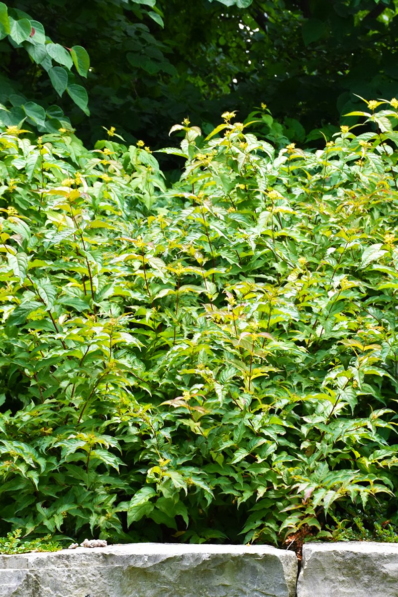 Bush Honeysuckle - Olmsted Parks Conservancy