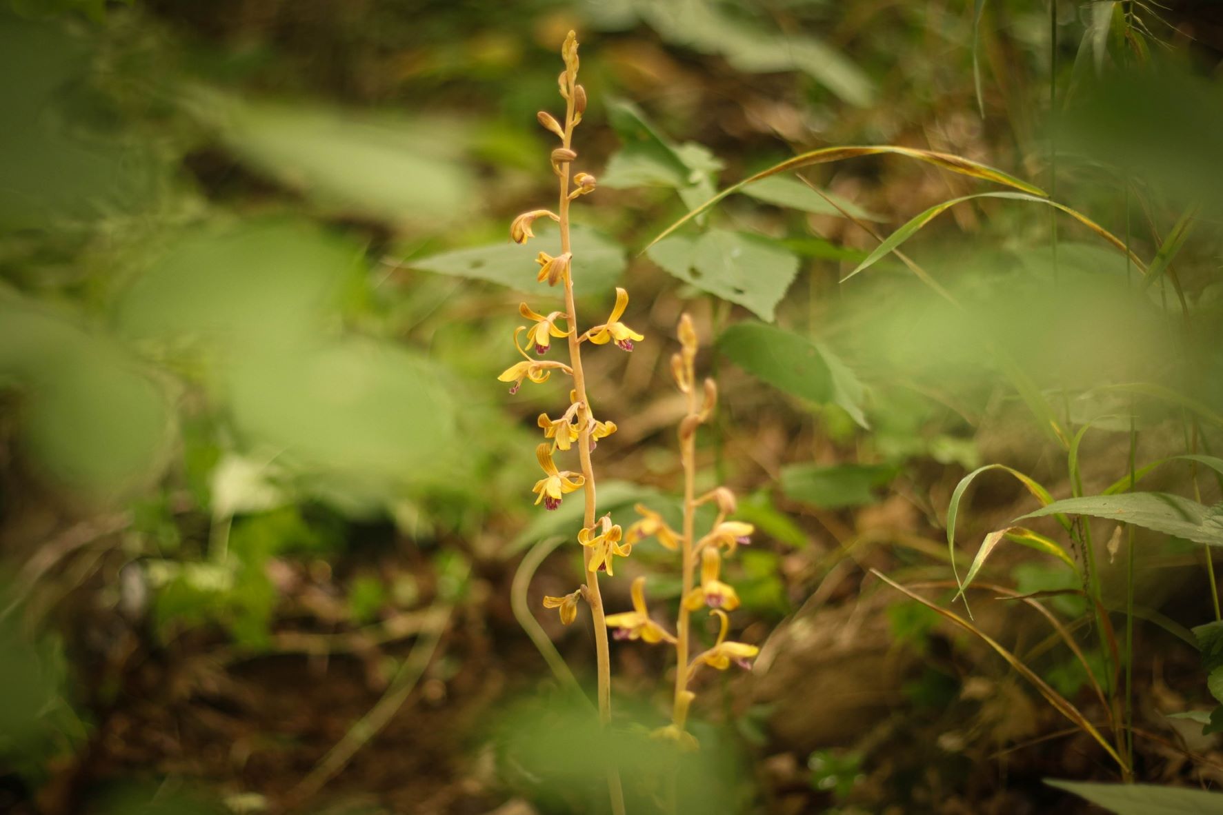 Proposed Master Plan for Beargrass Preserve at Cherokee Park - Olmsted ...