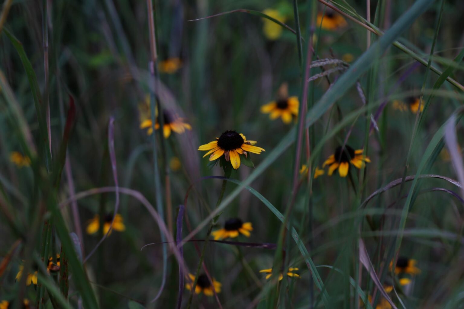 Pollinator Gardens Archives - Olmsted Parks Conservancy