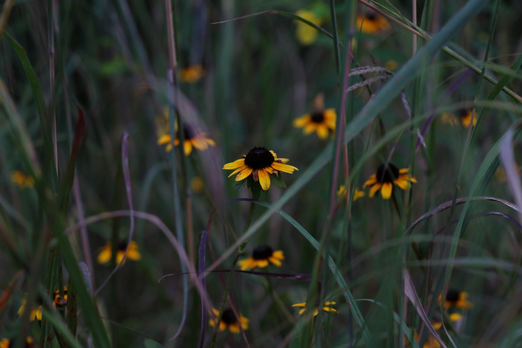 Pollinator Gardens Archives - Olmsted Parks Conservancy