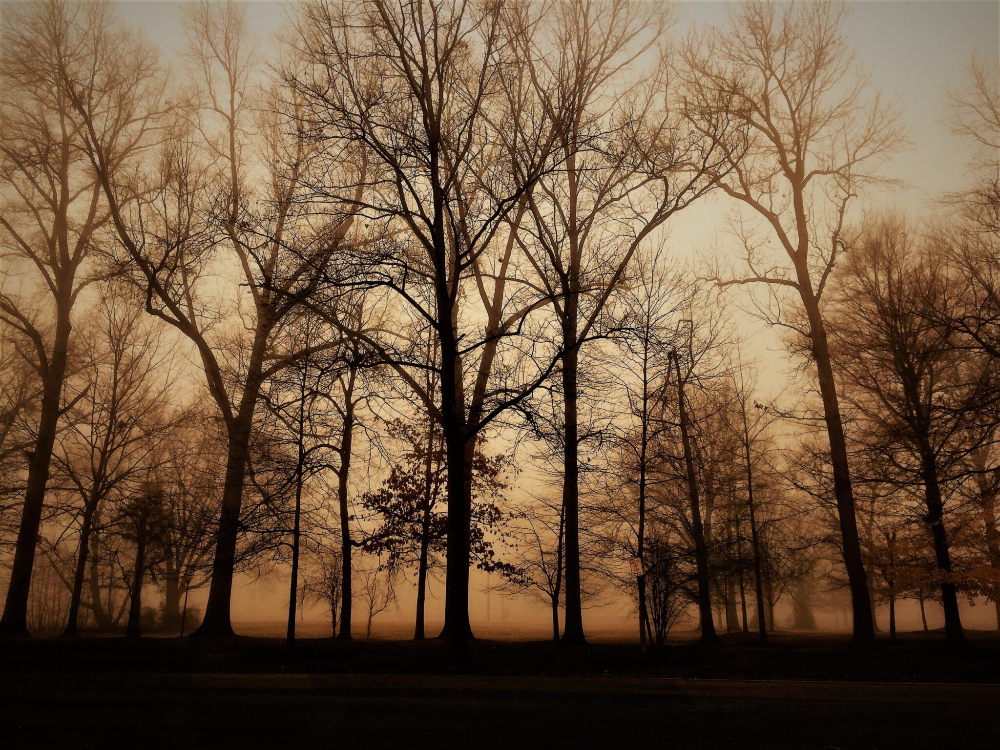 Give a gift that grows! Tree adoption now available. - Olmsted Parks ...