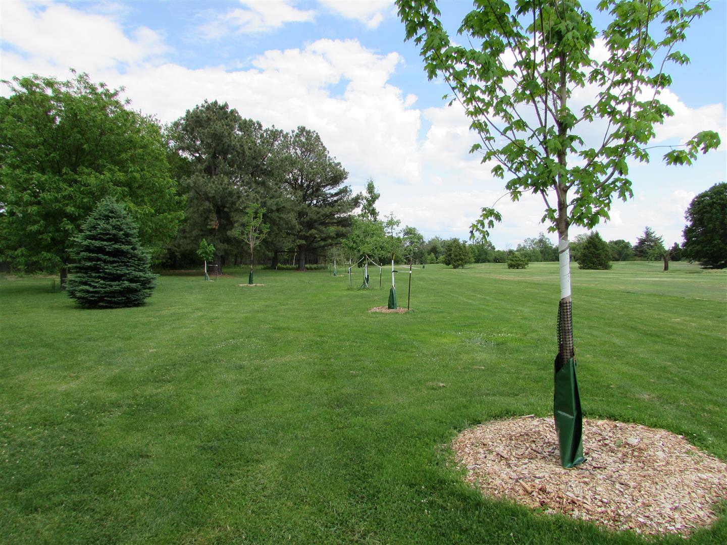 How to Plant a Tree to Thrive - Olmsted Parks Conservancy