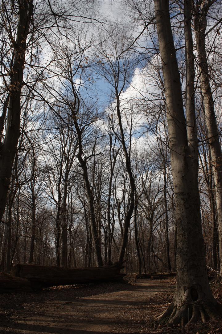 Interpretive Hike: Winter Tree Identification - Olmsted Parks Conservancy