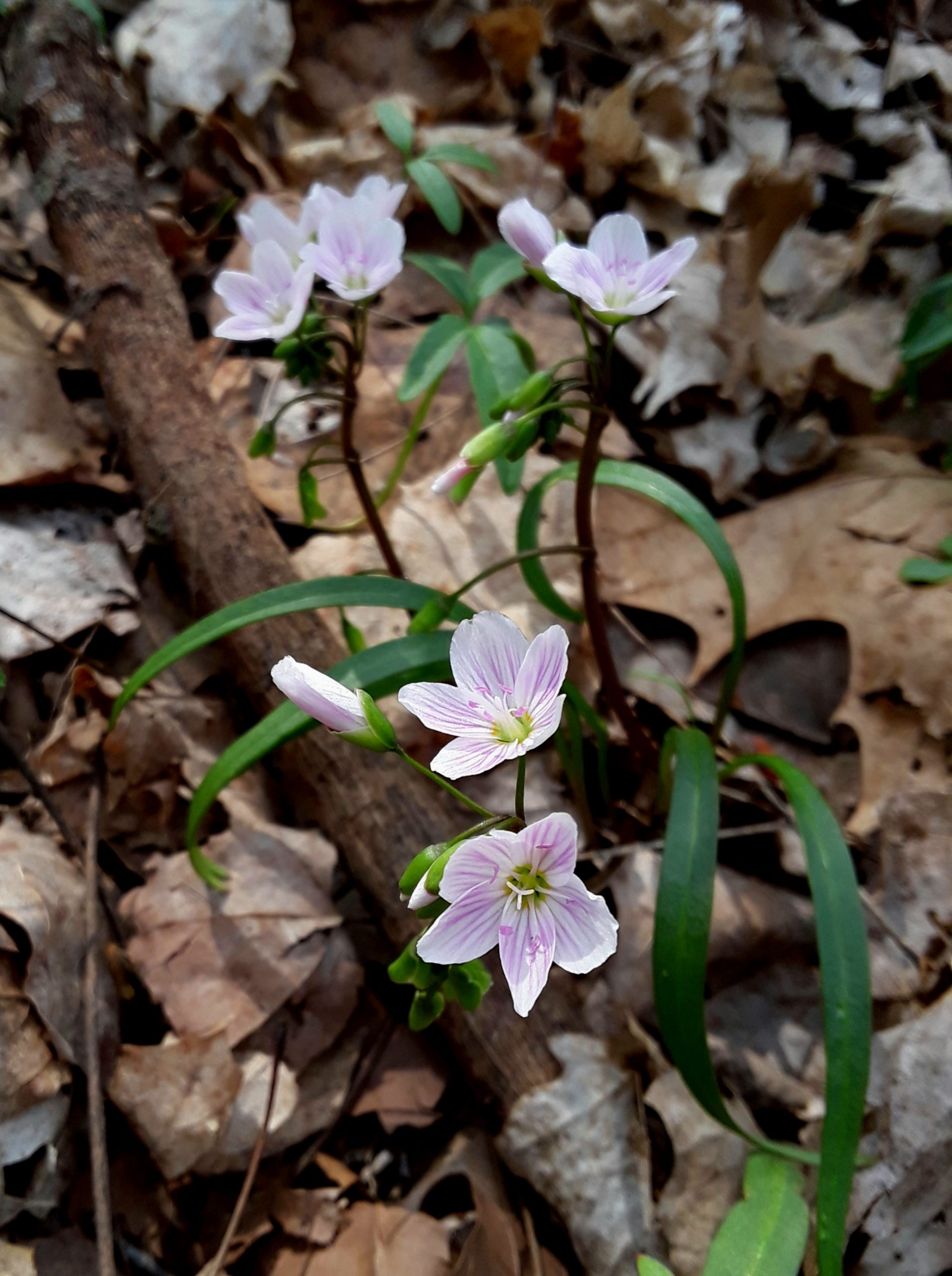 Interpretive Hike: Spring Wildflower Hike - Olmsted Parks Conservancy