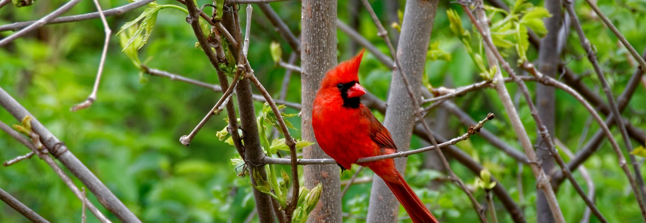 Birdwatching for Beginners - Olmsted Parks Conservancy