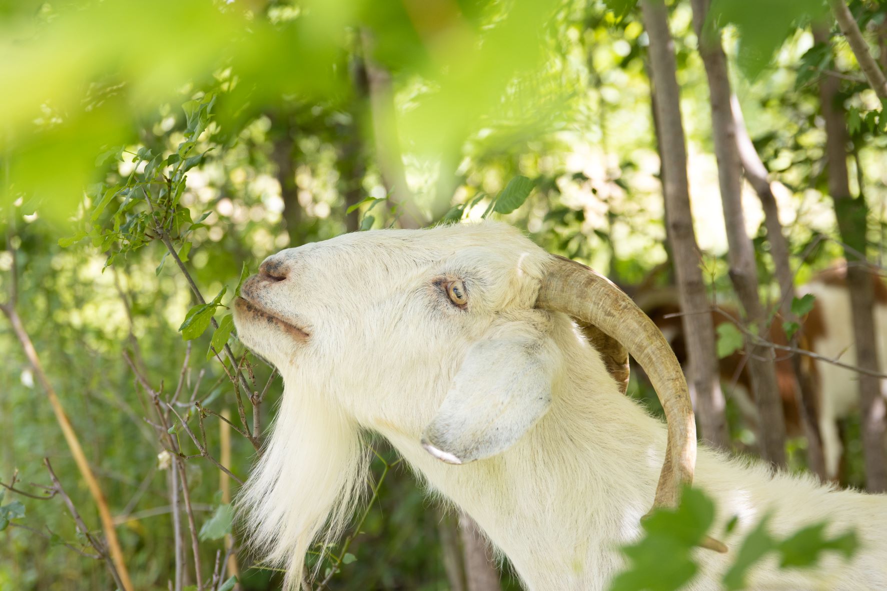 Goats in Iroquois Park: Managing the Prairie Ecosystem - Olmsted Parks ...
