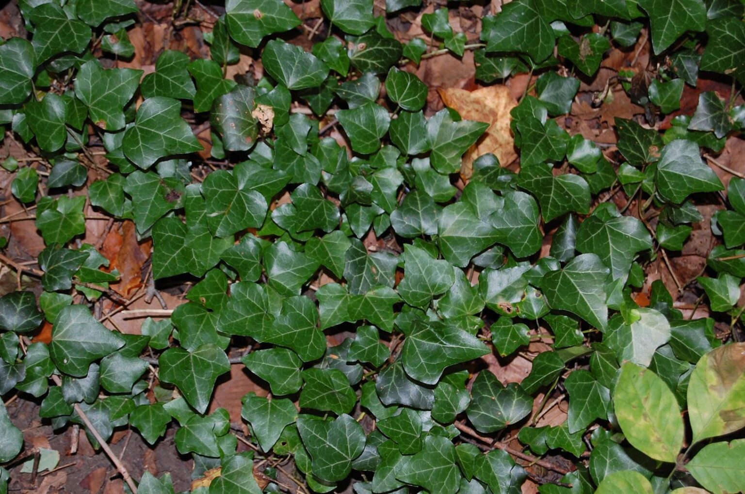 Aggressive vines in your landscaping? Now is the time to tackle them ...