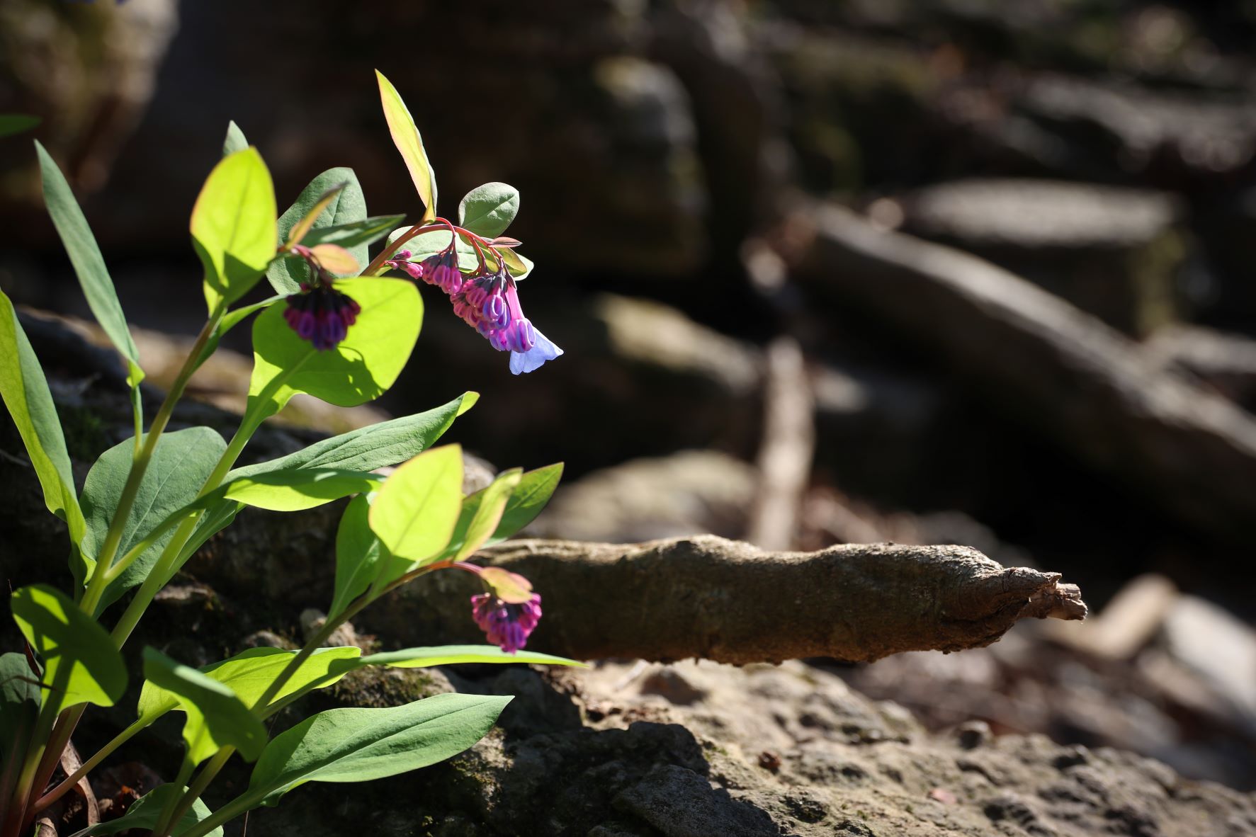 A Wildflower Walk: Spring Ephemerals Emerge in the Parks - Olmsted ...