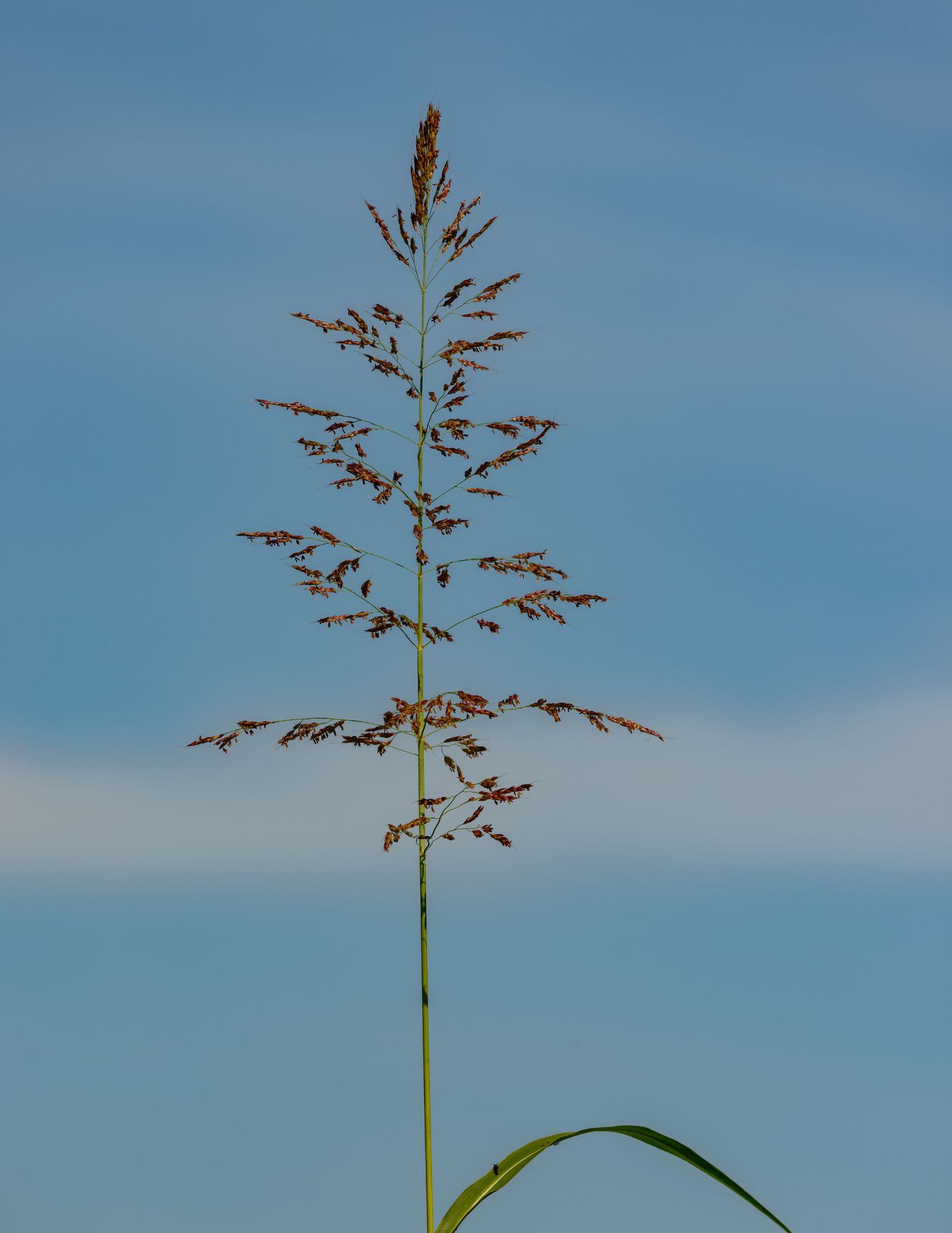 April's Work: Johnson Grass Mitigation - Olmsted Parks Conservancy
