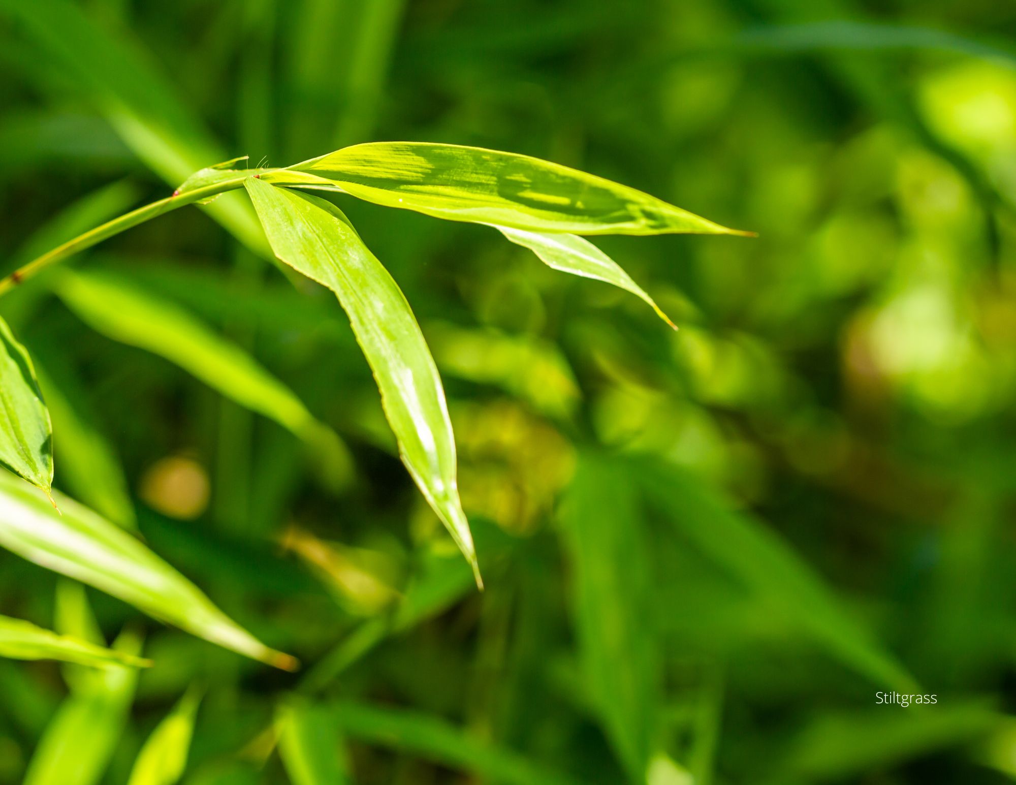 June's Work: Japanese stiltgrass and chaff flower - Olmsted Parks ...