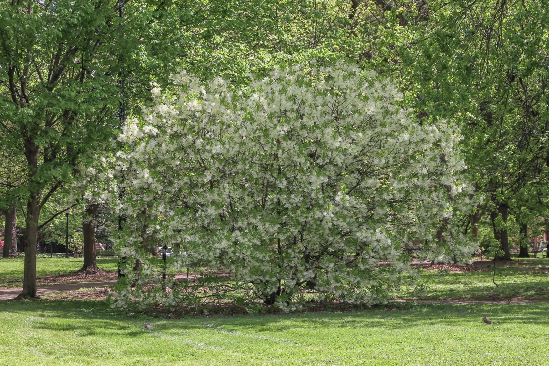Beneficial Trees and Plants for your Home Garden - Olmsted Parks ...