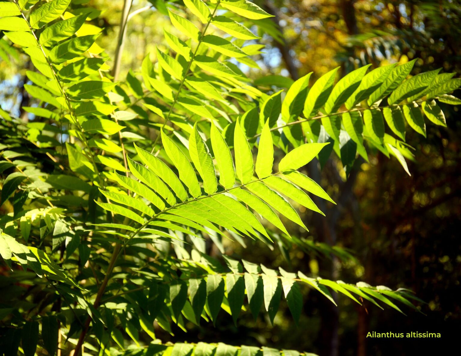 Double trouble: tree of heaven and spotted lanternfly threaten our ...