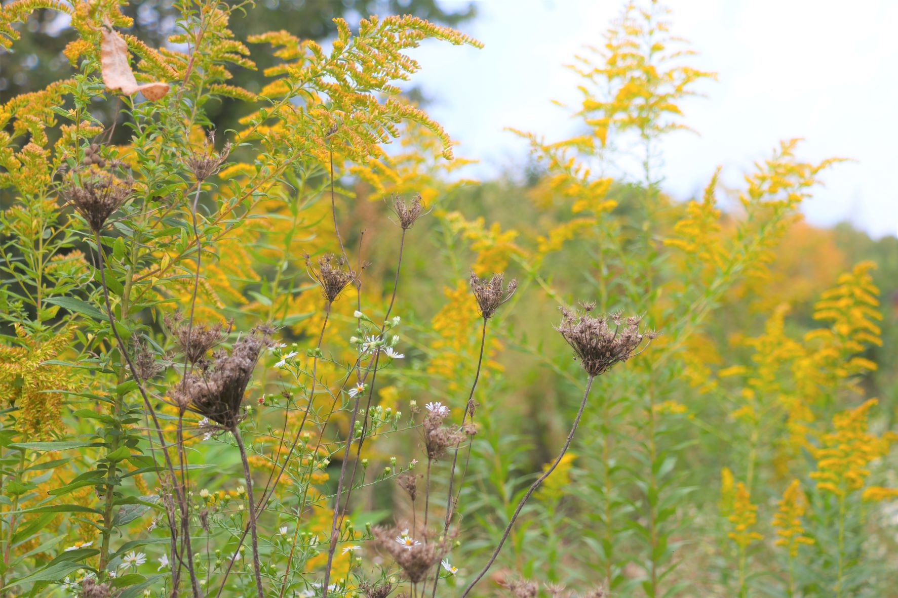 The art of winding down landscape beds - Olmsted Parks Conservancy