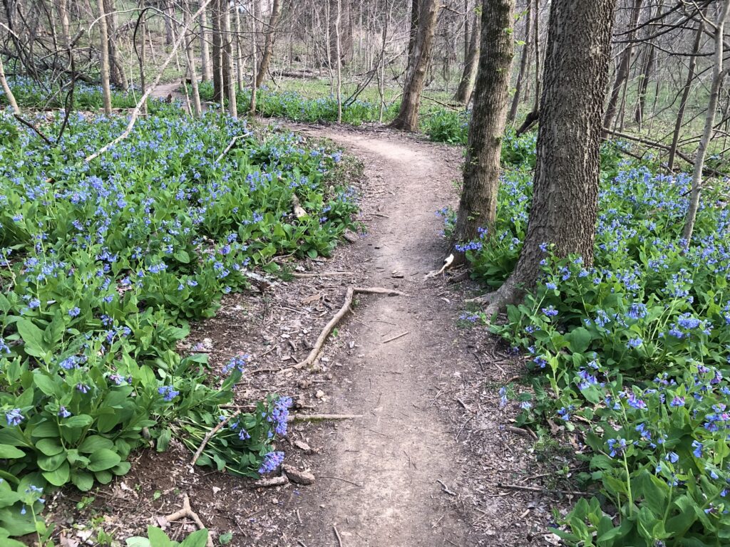 Natural News - Bluebells and Knotweed - Olmsted Parks Conservancy