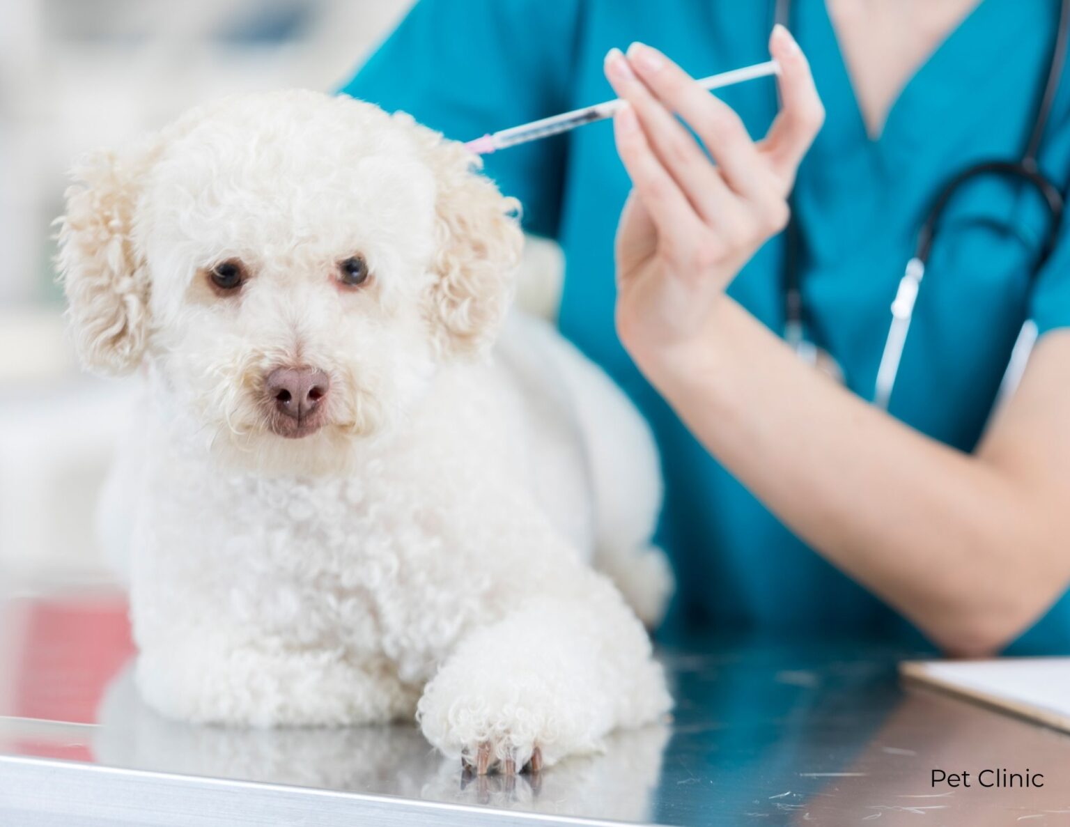 Supporting our furry friends with Pets4Life - Olmsted Parks Conservancy