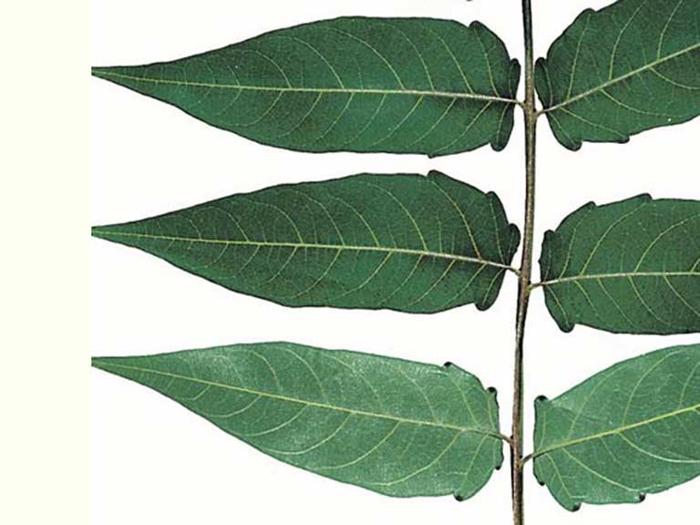Tree of Heaven, spotted lanternfly and wine - what's the connection ...