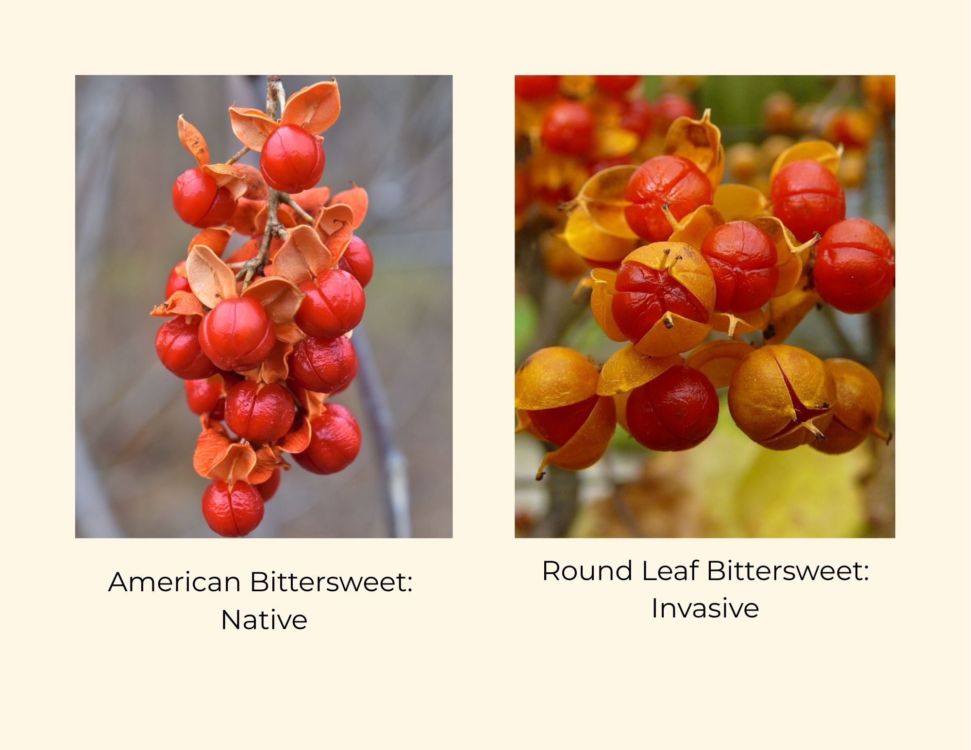October Natural News - Olmsted Parks Conservancy