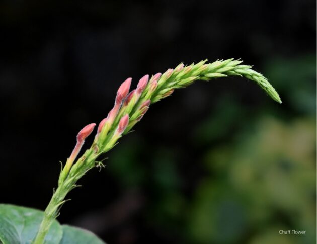 Natural News: Chaff Flower and Nettles! - Olmsted Parks Conservancy